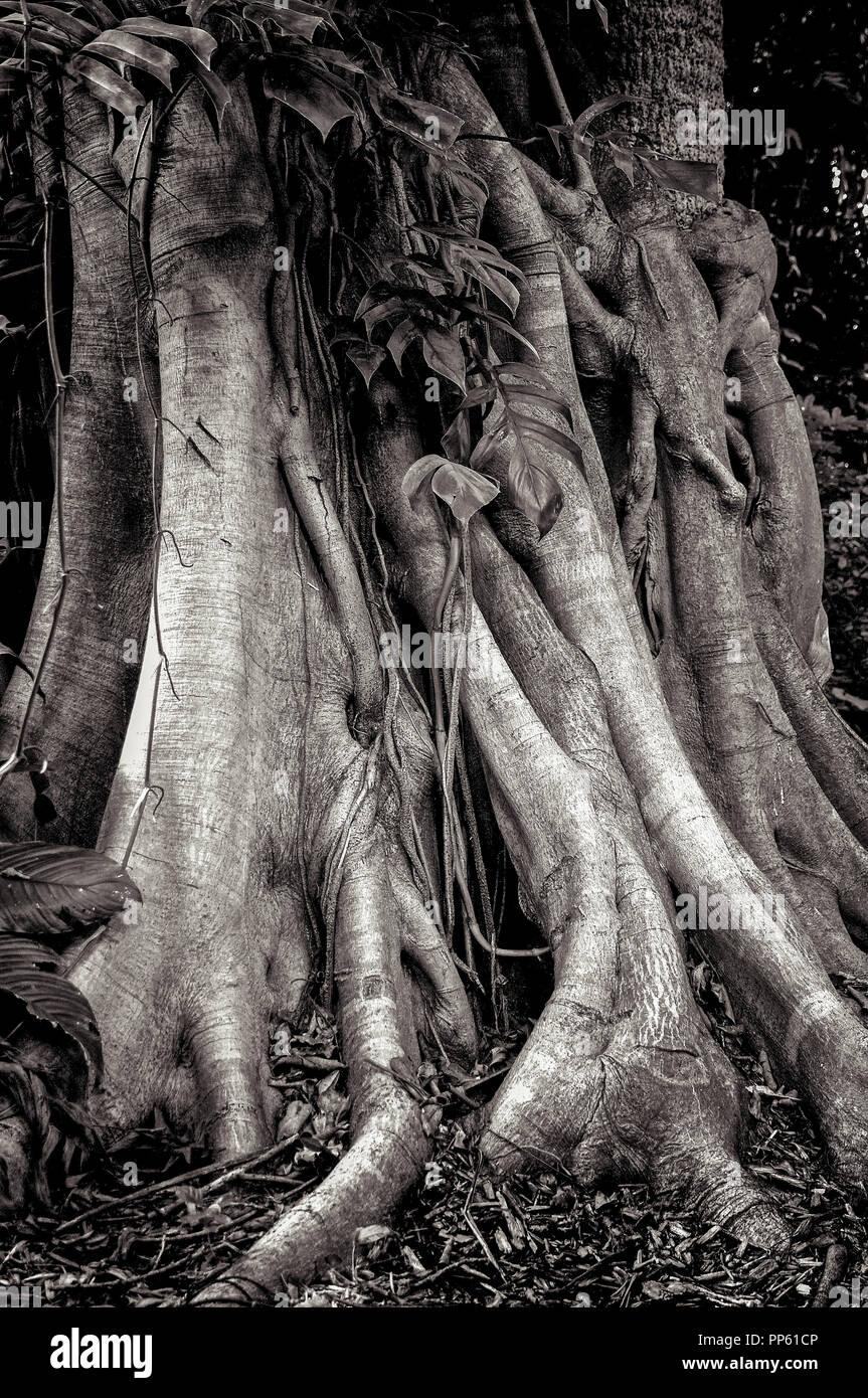 The trunk of an old Banyan tree in southern Florida. The textures and ...