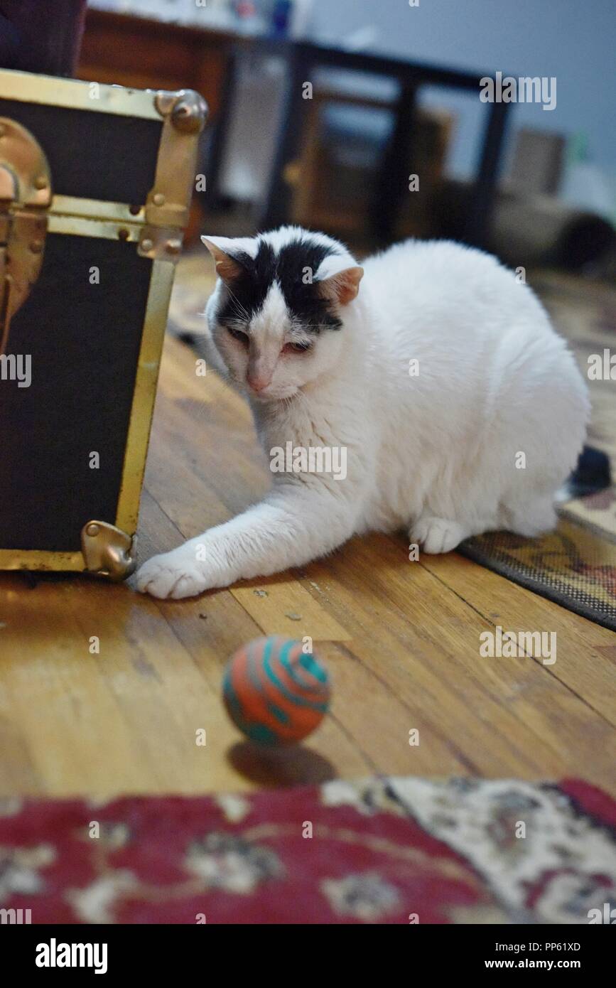 Hair Ball Cat High Resolution Stock Photography and Images - Alamy