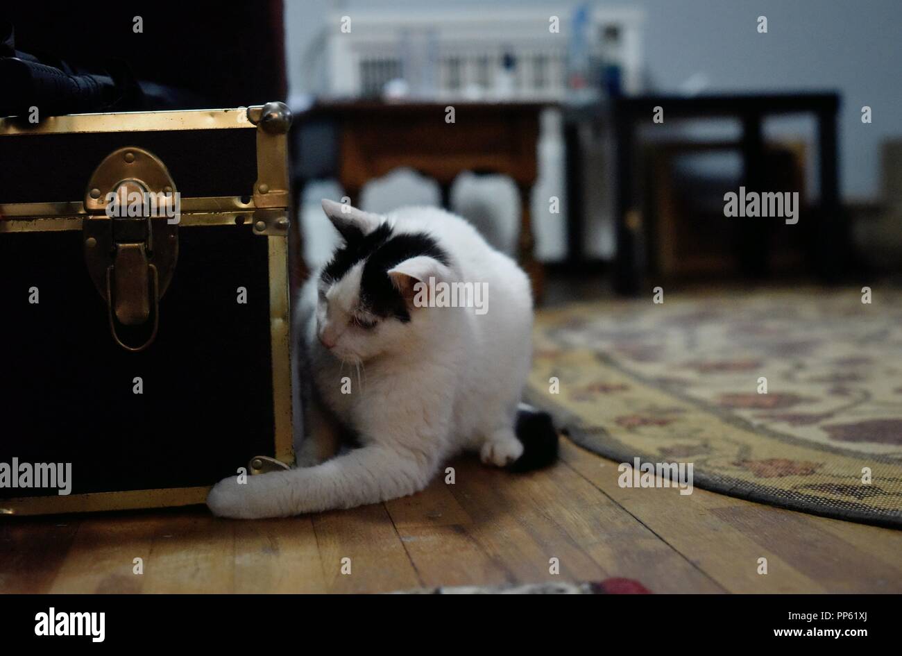 A cute white cat with black spots plays with a ball Stock Photo - Alamy