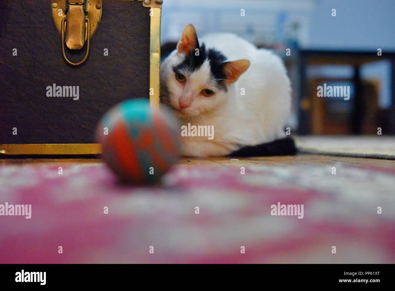 Hair Ball Cat High Resolution Stock Photography and Images - Alamy