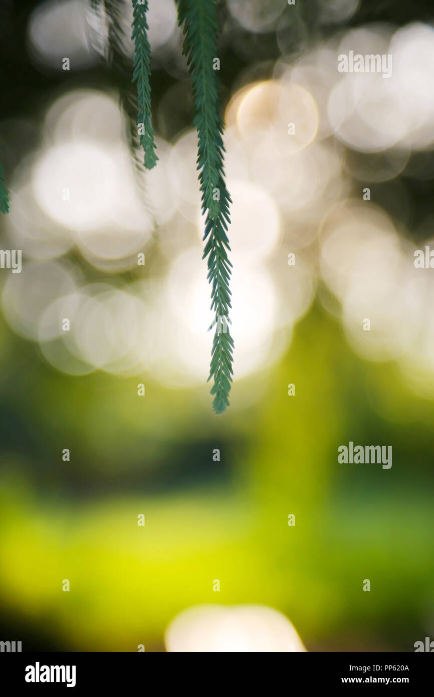 Tree Leaf close-up Stock Photo - Alamy