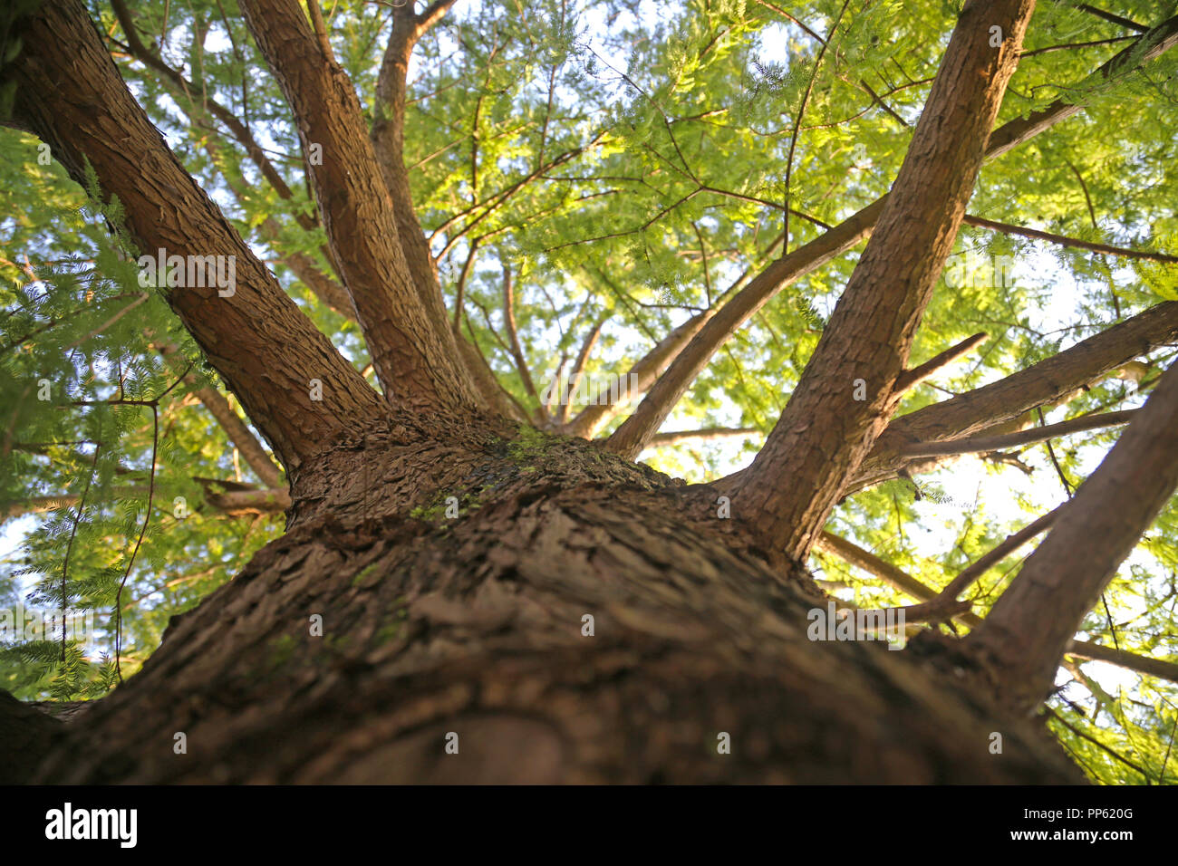 tree bottom view Stock Photo - Alamy