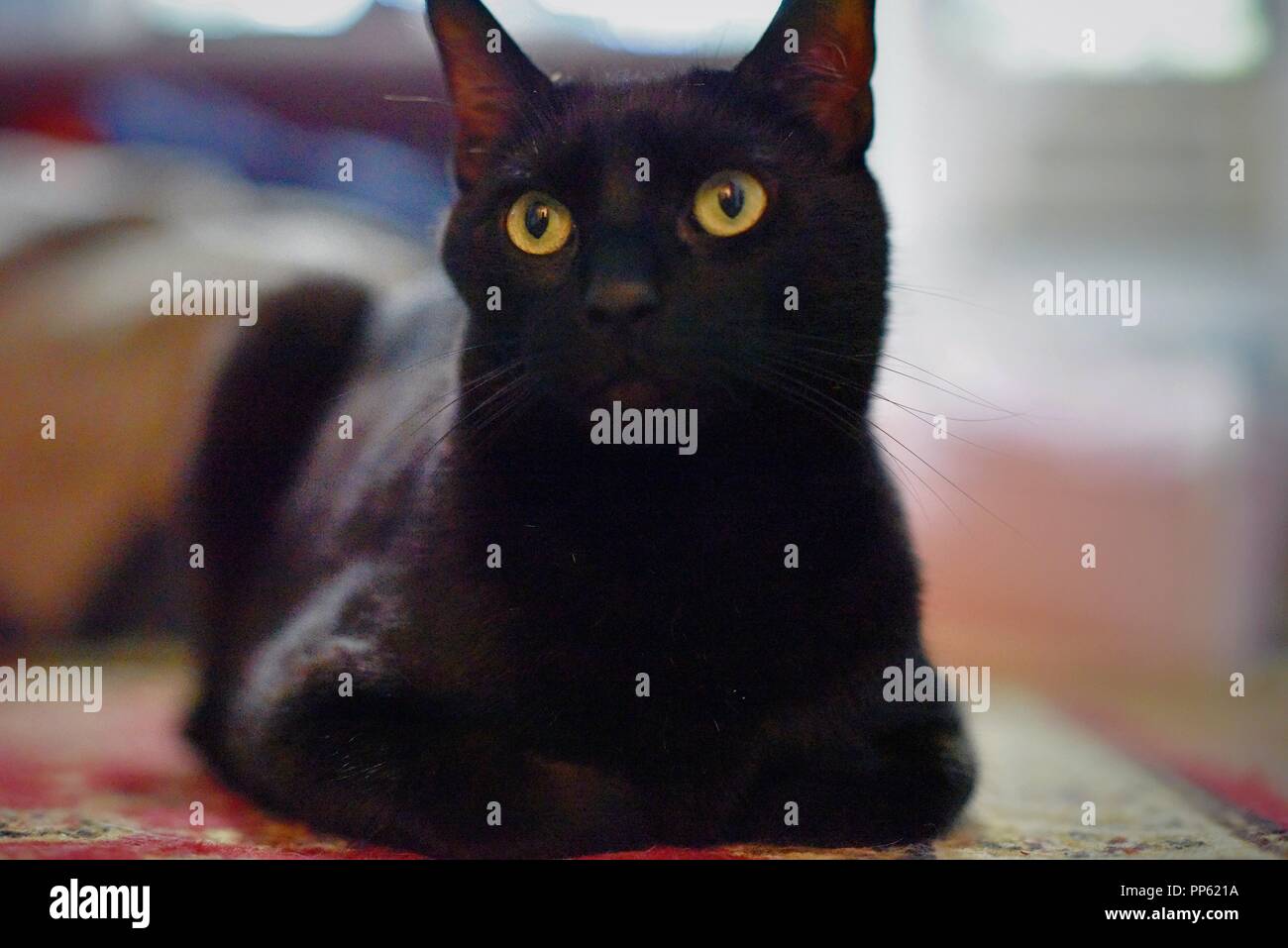 Cat loaf hi-res stock photography and images - Alamy