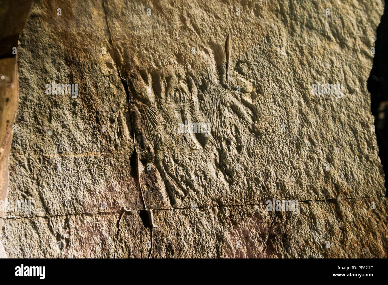 Haootia quadriformis hi-res stock photography and images - Alamy