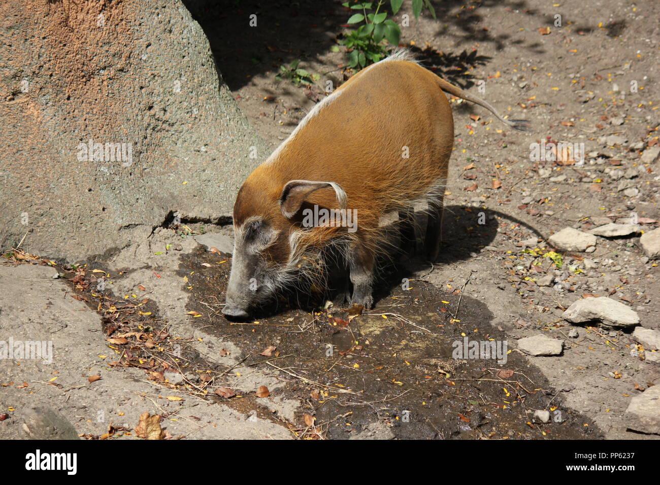Lincoln Park Zoo's Red River Hog, Potamochoerus porcus, walking around ...