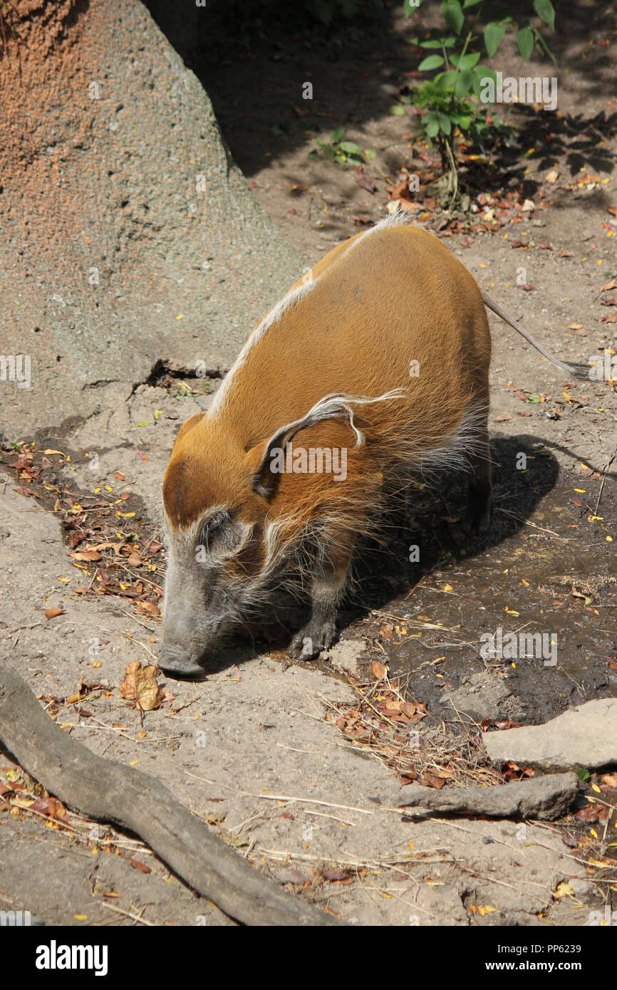Lincoln Park Zoo's Red River Hog, Potamochoerus porcus, walking around ...