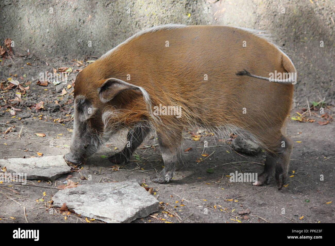 Lincoln Park Zoo's Red River Hog, Potamochoerus porcus, walking around ...