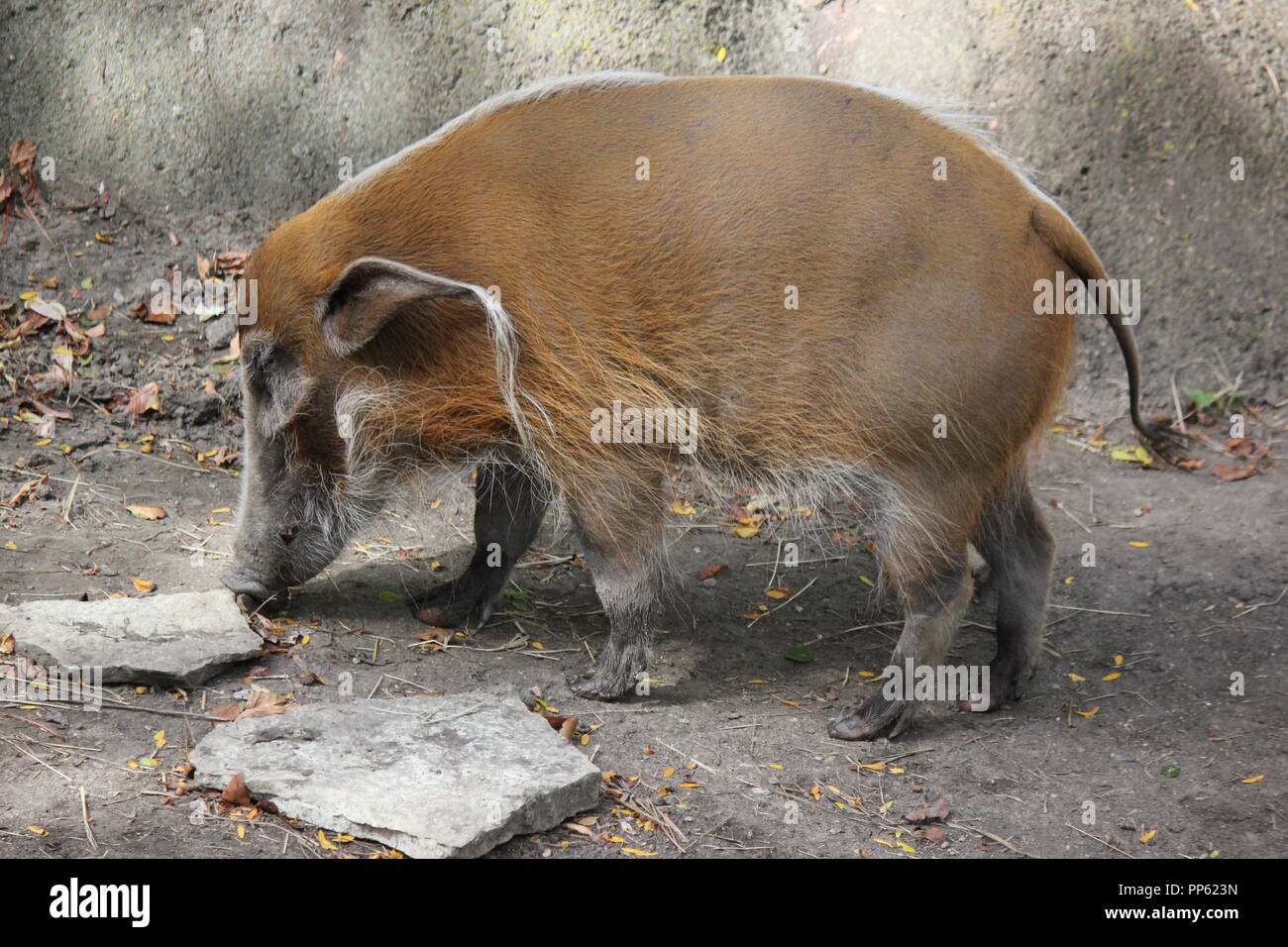 Super hog hi-res stock photography and images - Alamy