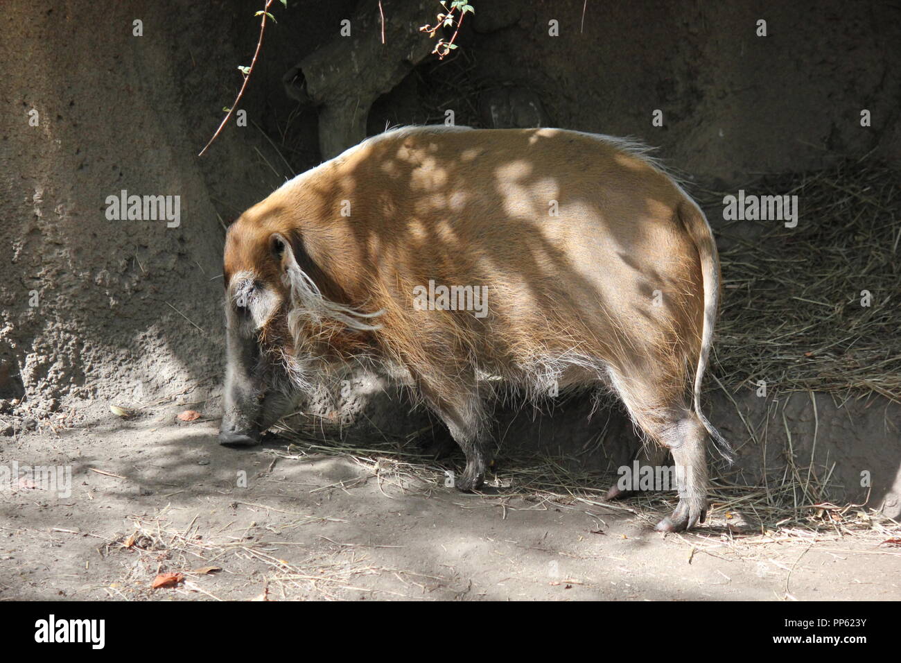 Lincoln Park Zoo's Red River Hog, Potamochoerus porcus, walking around ...