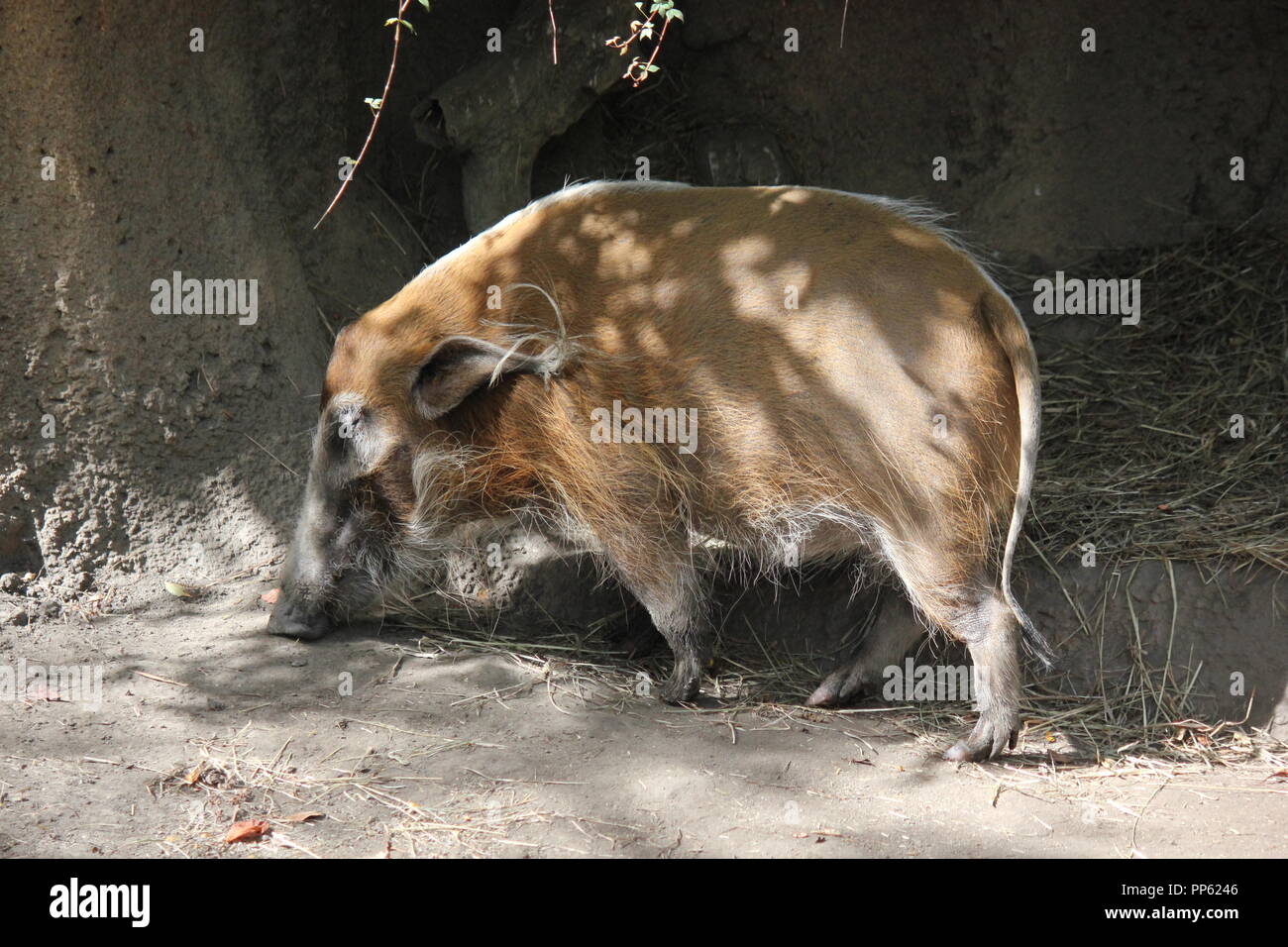 Super hog hi-res stock photography and images - Alamy