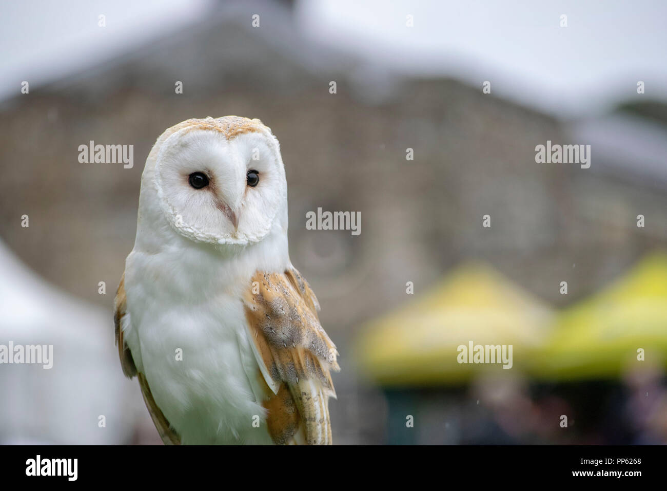 Close up barn owl hi-res stock photography and images - Alamy