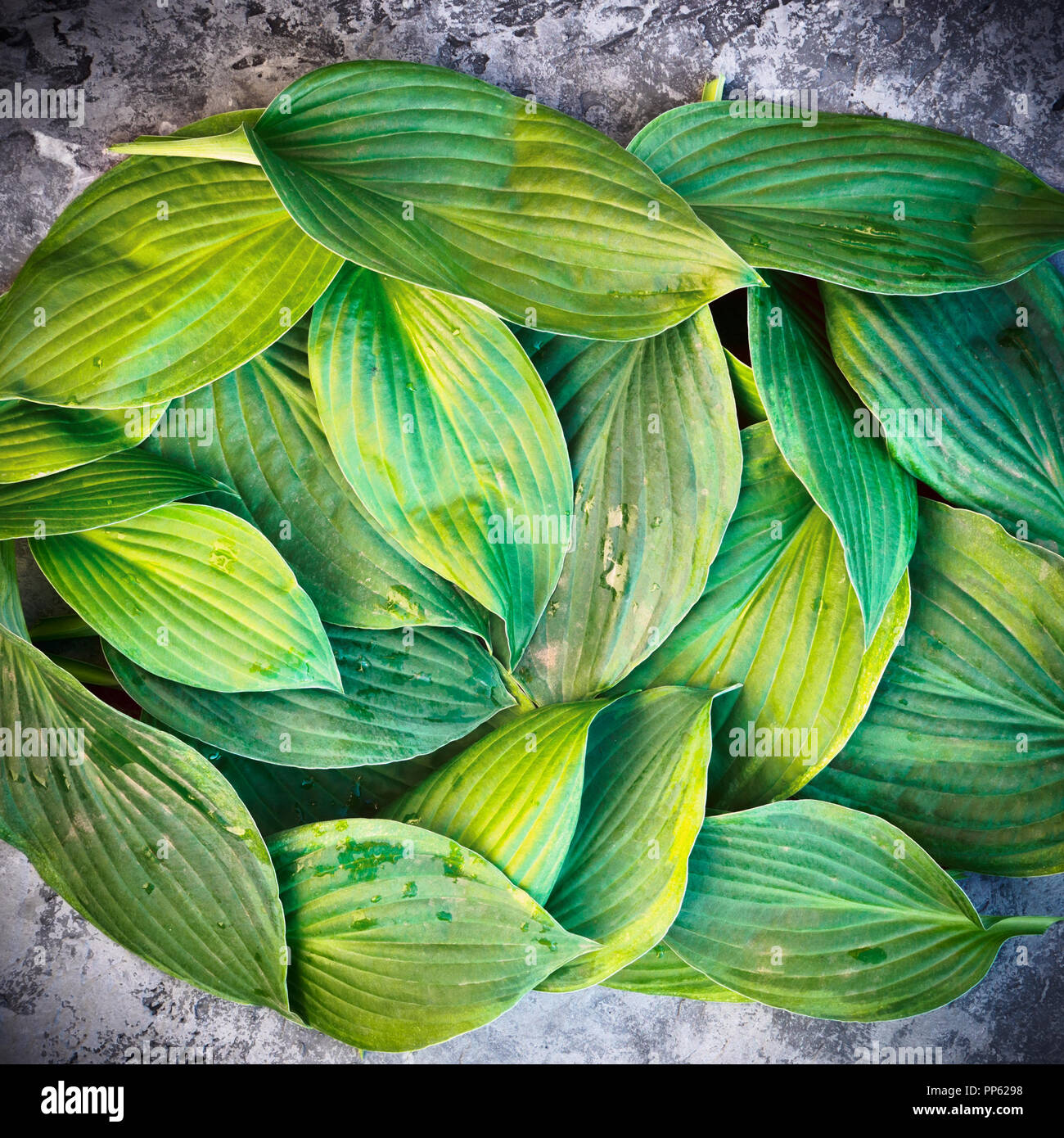 Fresh garden leaves bell organic gardening background Stock Photo - Alamy