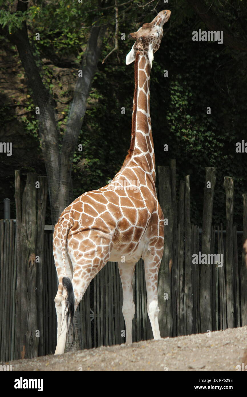 A tall and beautiful giraffe, Giraffa Camelopardalis, standing around ...