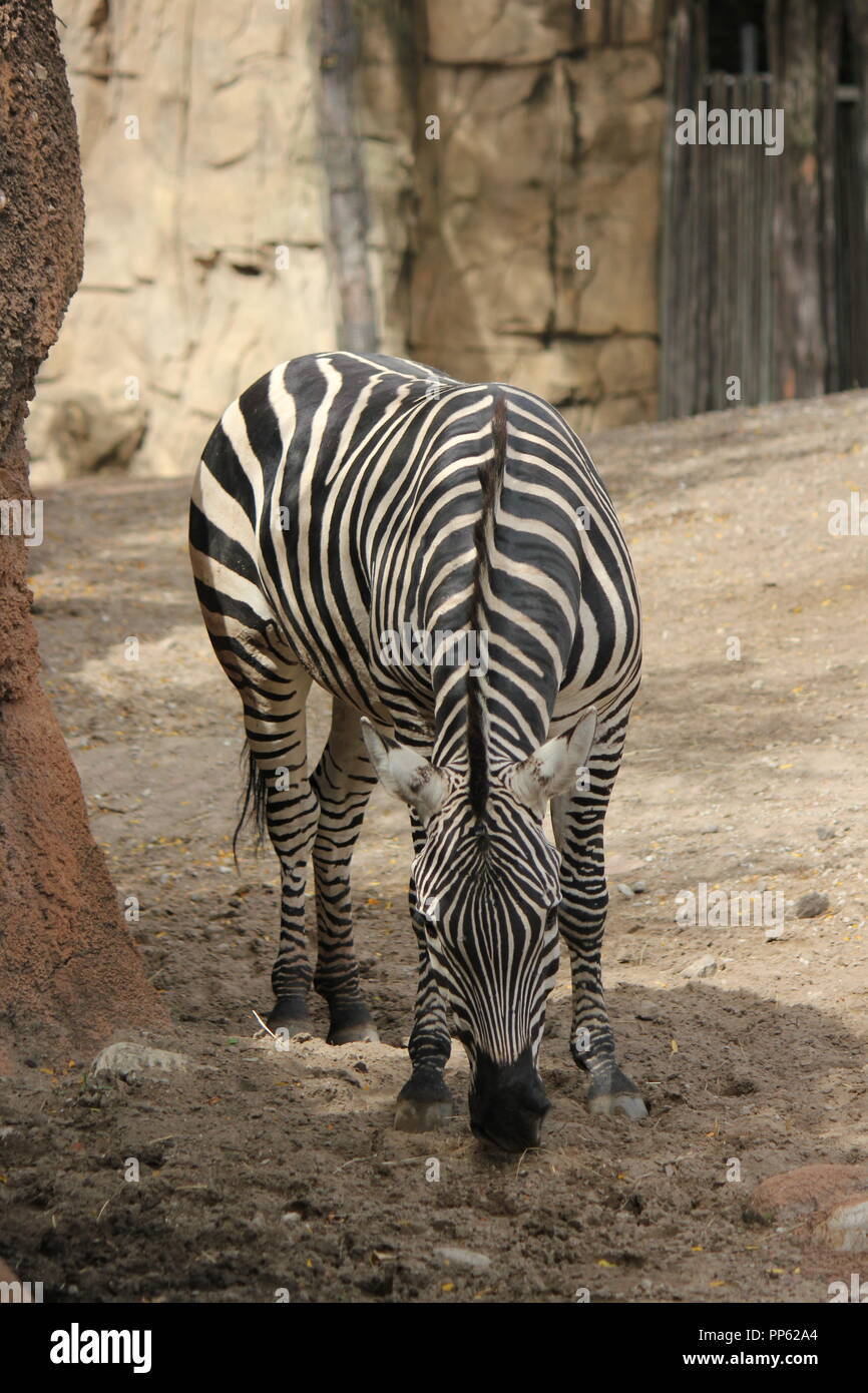 Beautiful adult zebra romping around the area Stock Photo - Alamy