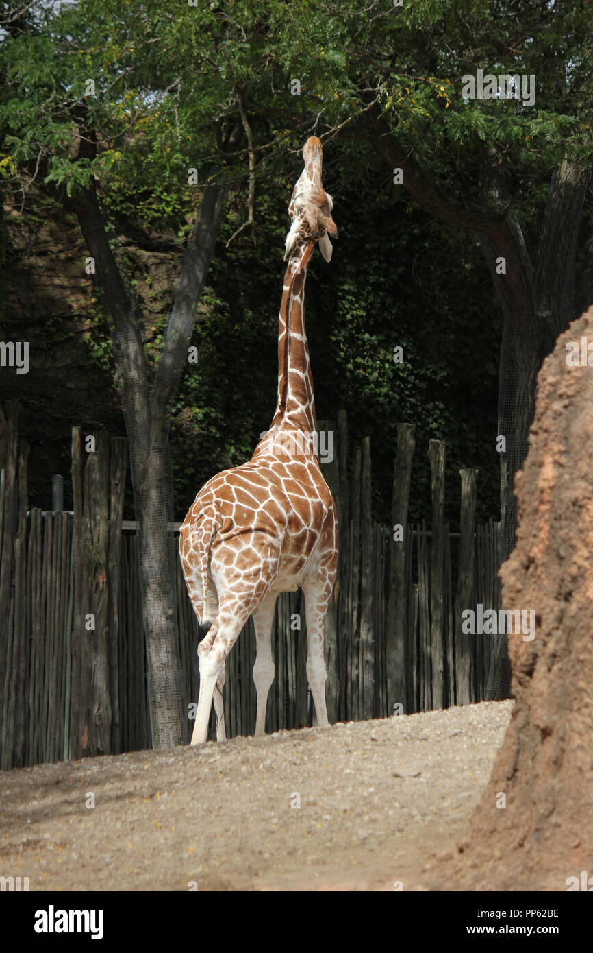 A tall and beautiful giraffe, Giraffa Camelopardalis, standing around ...