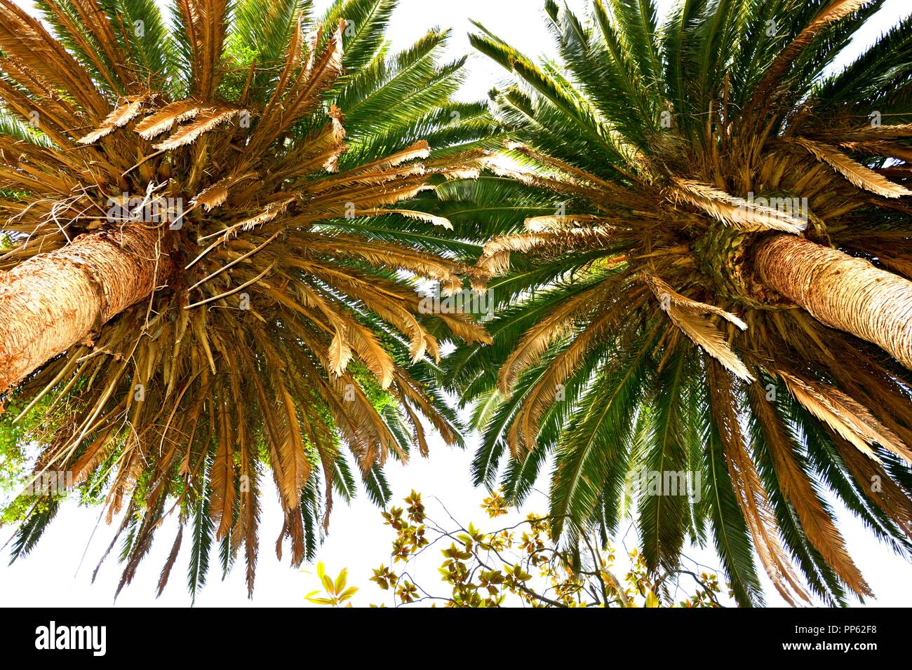 two palm trees Stock Photo - Alamy