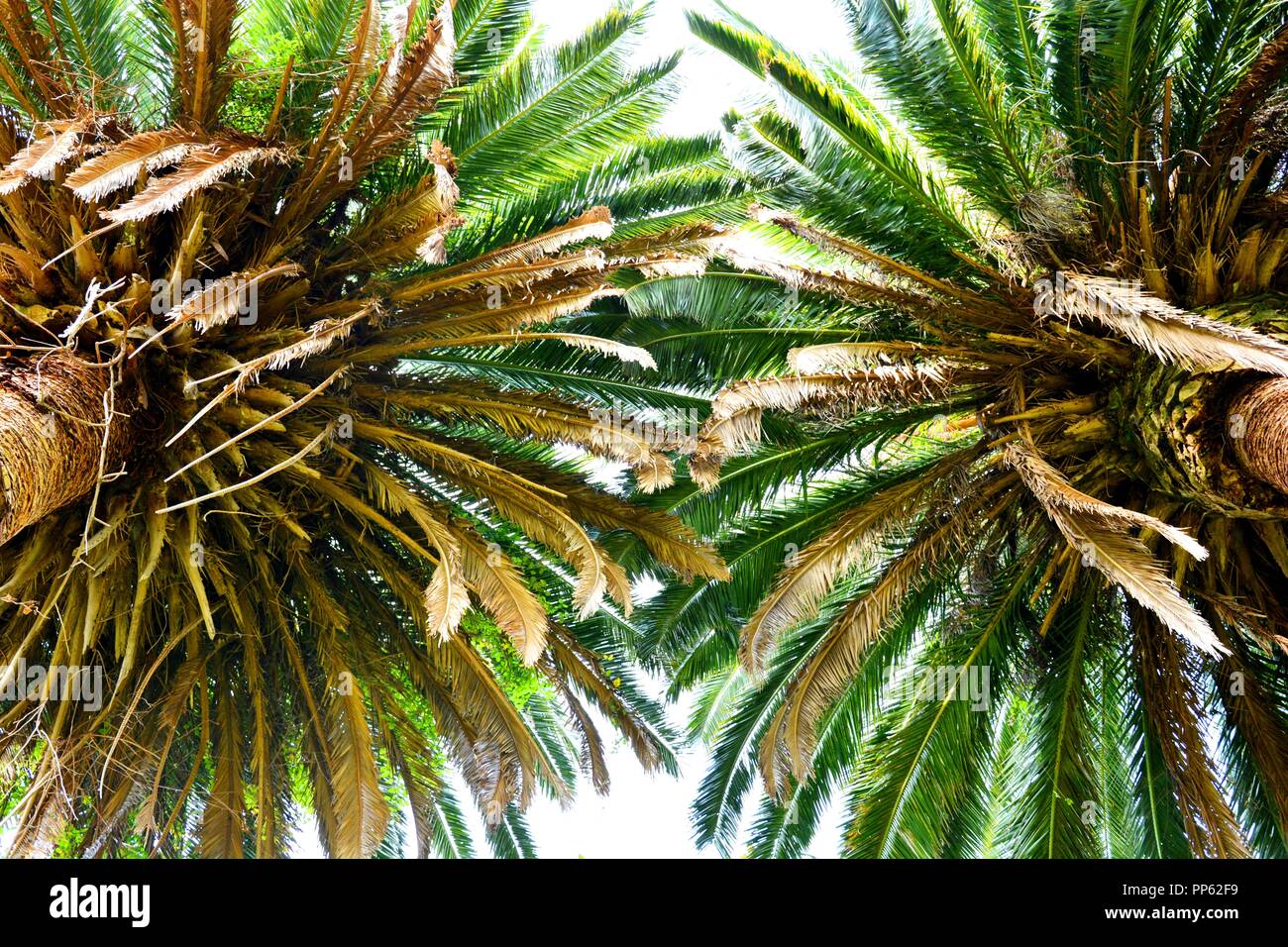 two palm trees Stock Photo - Alamy