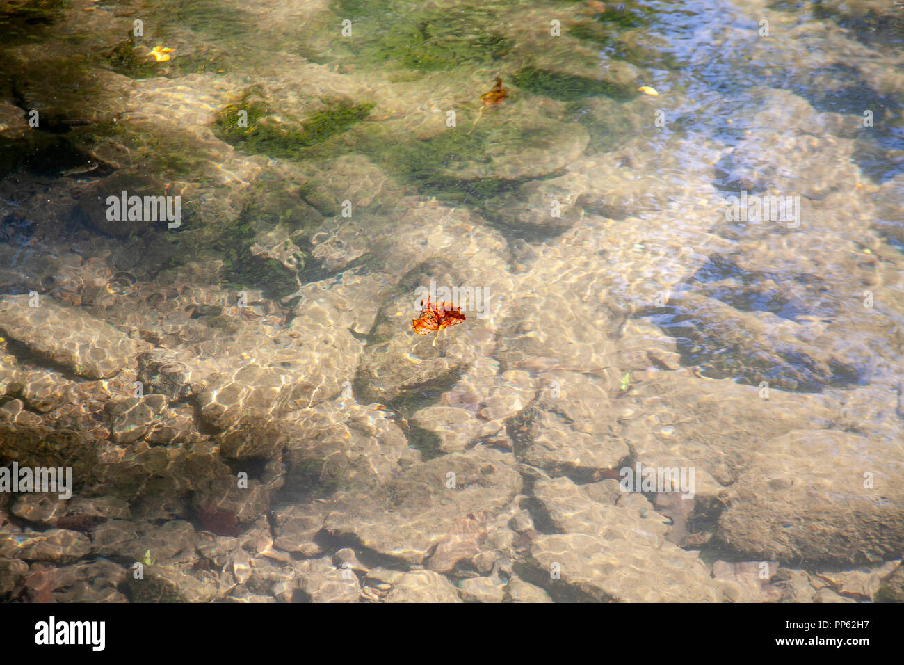 A golden fall leaf is carried by the current of the clear waters of ...