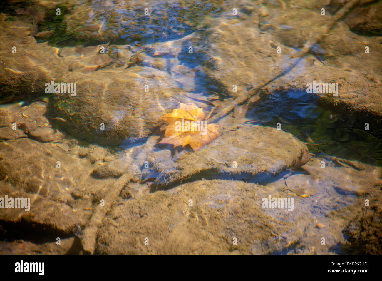 A golden fall leaf lies submerged in the clear waters of Wildcat Branch ...