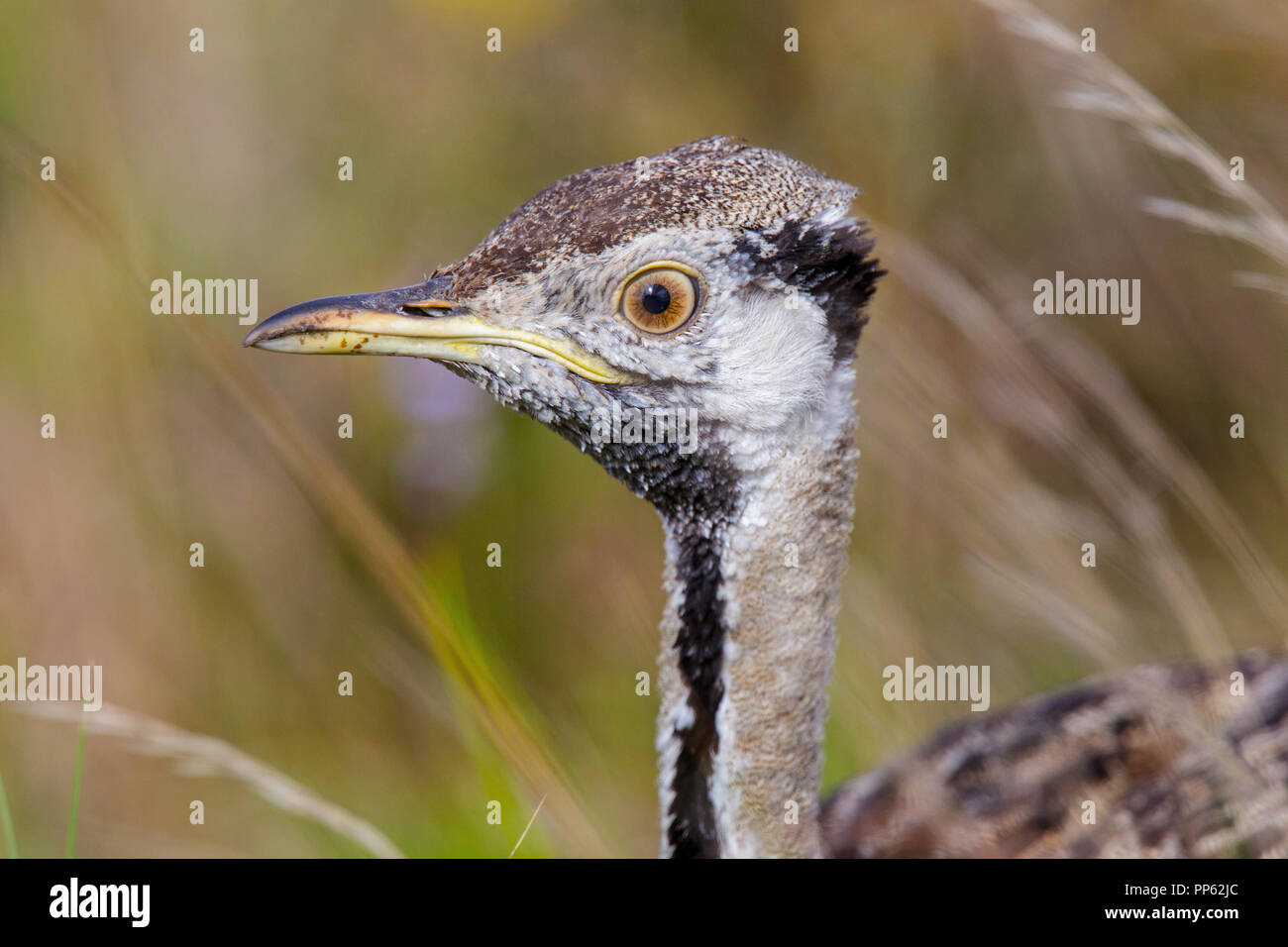 Black-bellied Bustard Lissotis melanogaster iSimangaliso Wetland Park ...