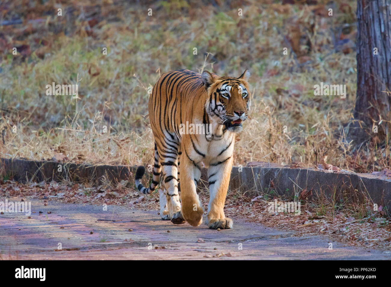 Tigers of Tadoba (Maya, Matkasur, Choti Tara) National Park, India ...