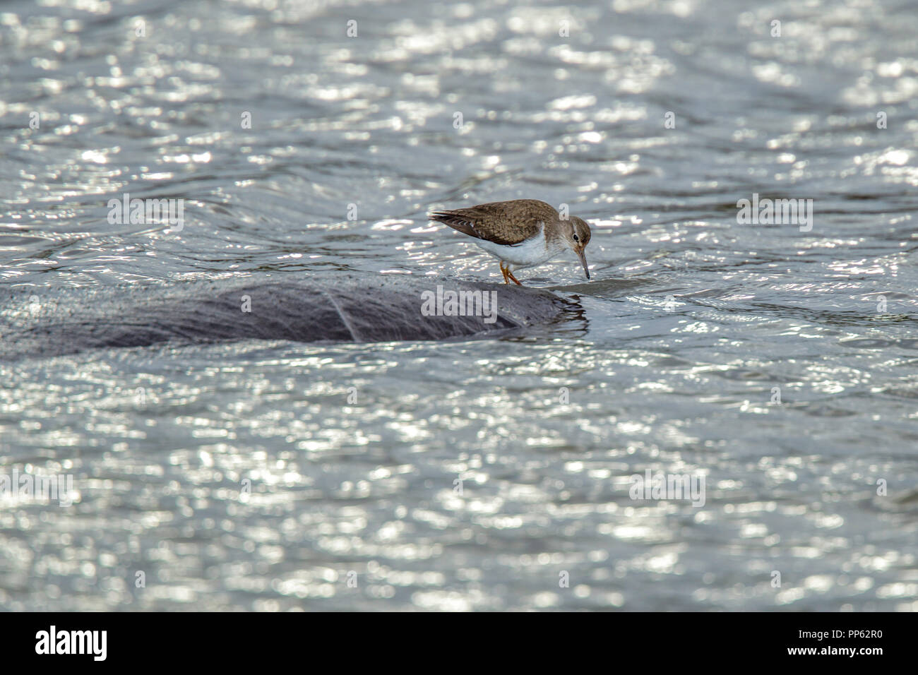 Common Sandpiper on Hippopotamus back Actitis hypoleucos St. Lucia ...