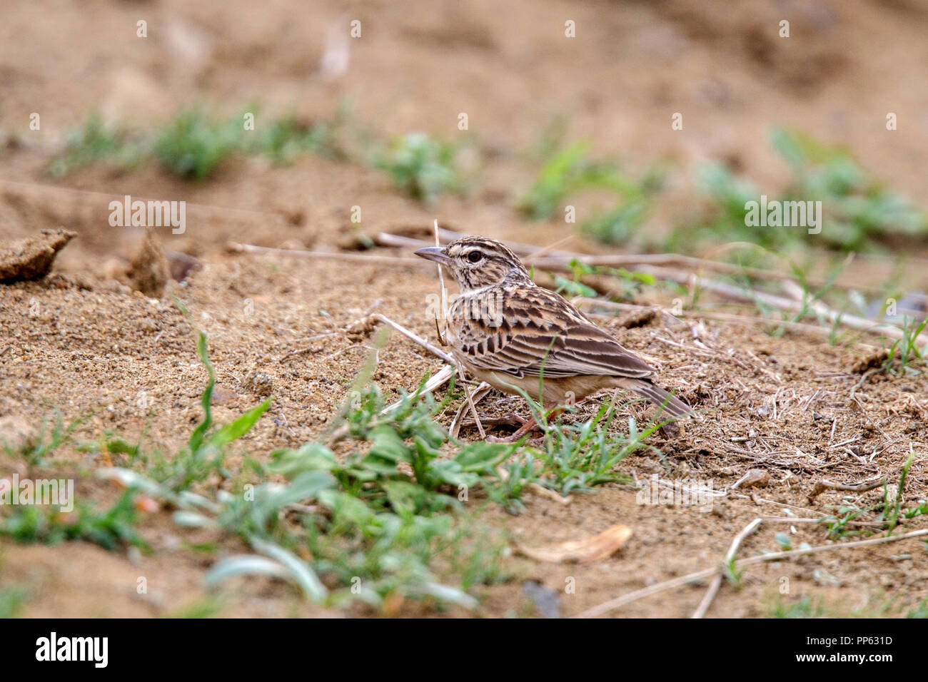 Sabota Lark Calendulauda sabota Hluhluwe Game Reserve, South Africa 26 ...
