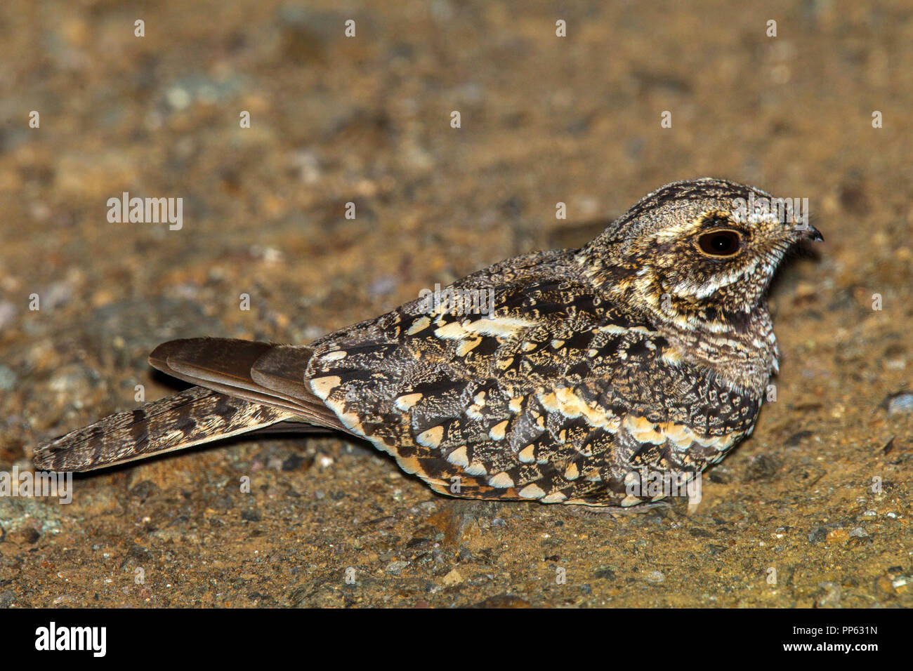Square-tailed Nightjar Caprimulgus fossii Mkuze, South Africa 26 August ...
