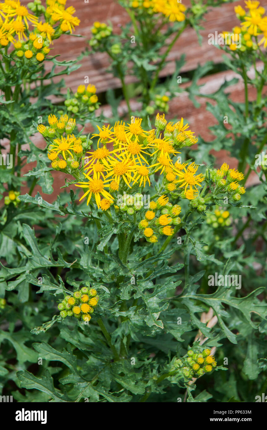 Ragwort Senecio jacobaea growing wild against a fence Stock Photo - Alamy