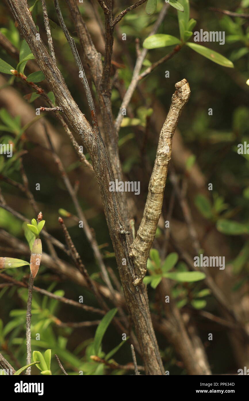 Stick mimic caterpillar Stock Photo - Alamy