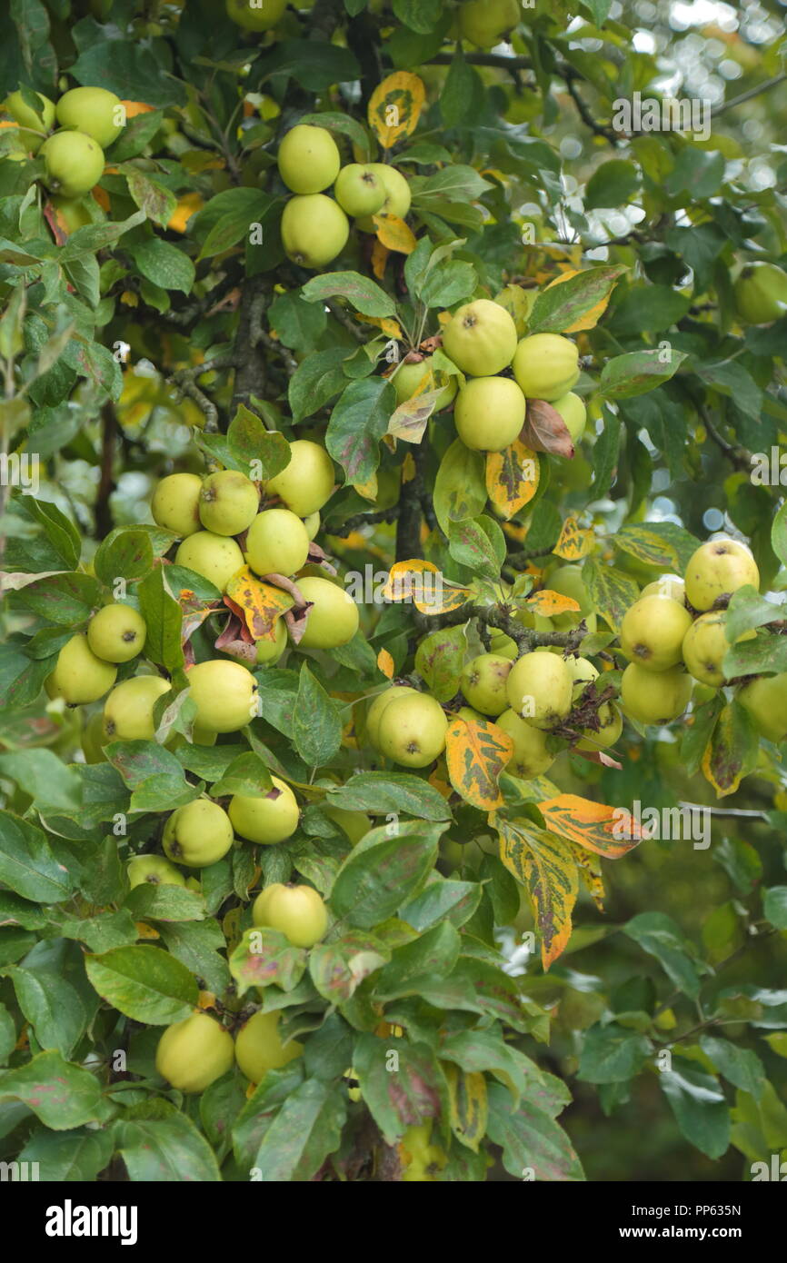 Cider apple orchard uk hi-res stock photography and images - Alamy