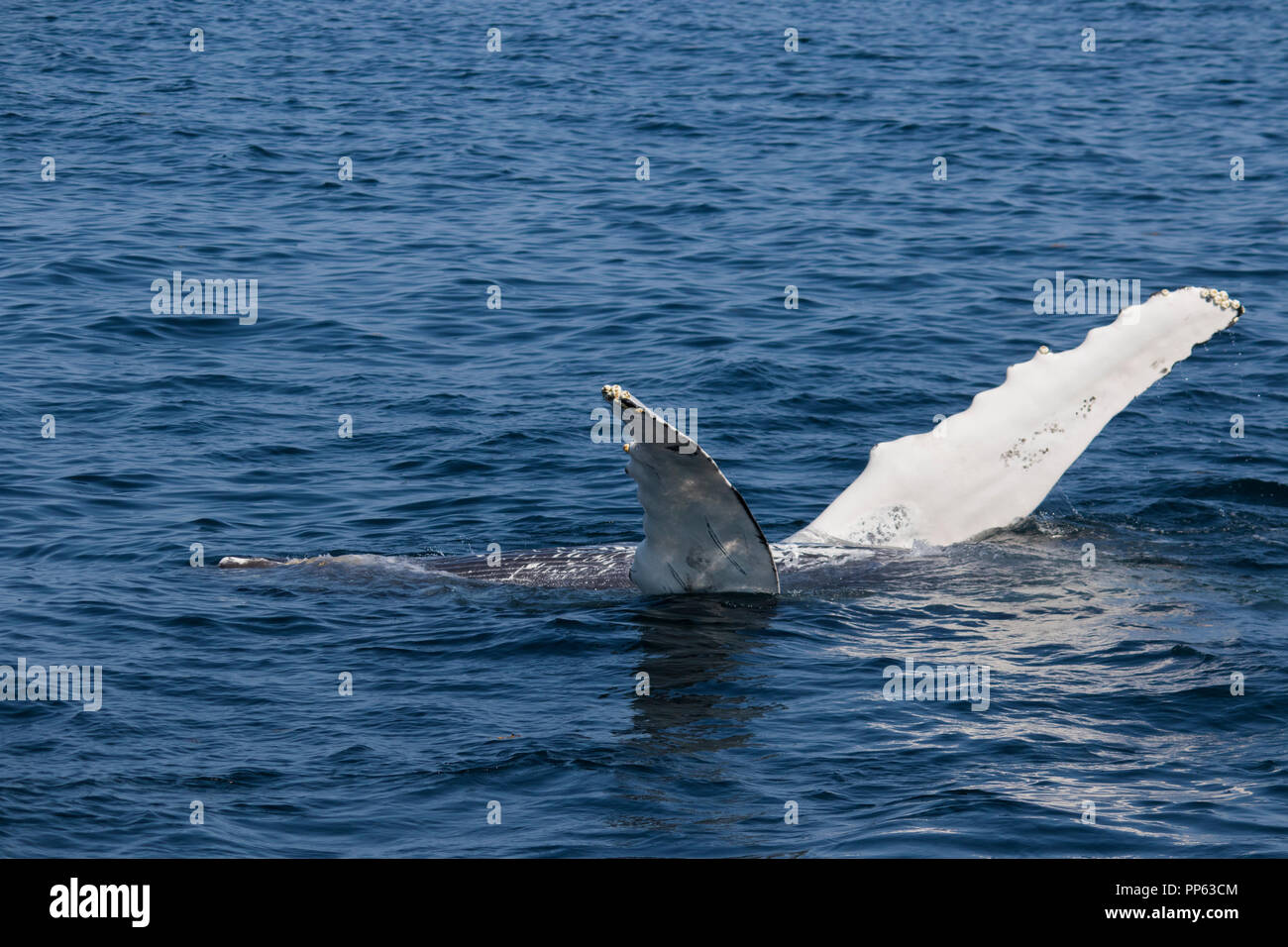 whale watching in cape cod, humpback whale close up, tale, fin, head ...