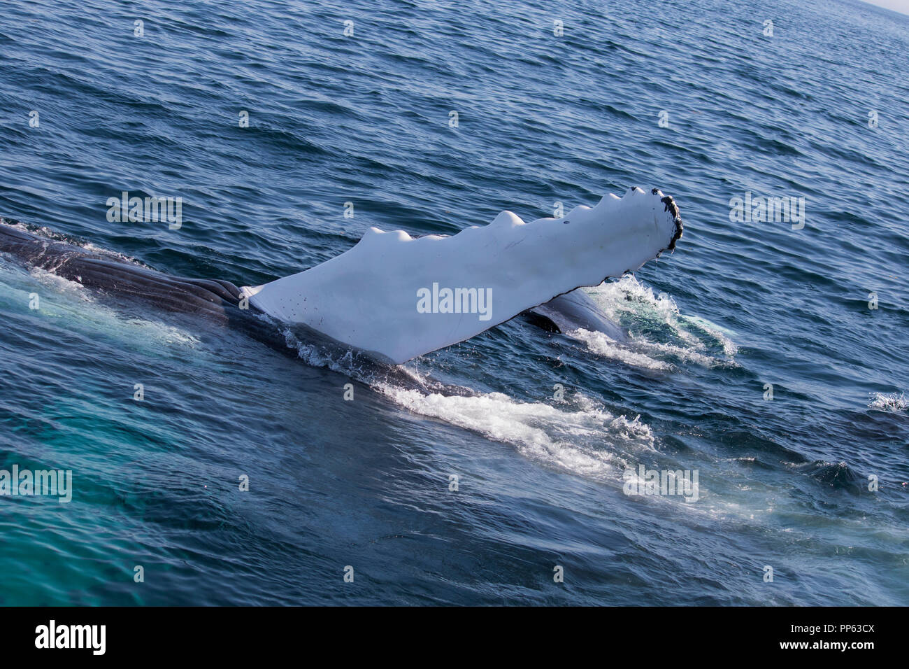 whale watching in cape cod, humpback whale close up, tale, fin, head ...