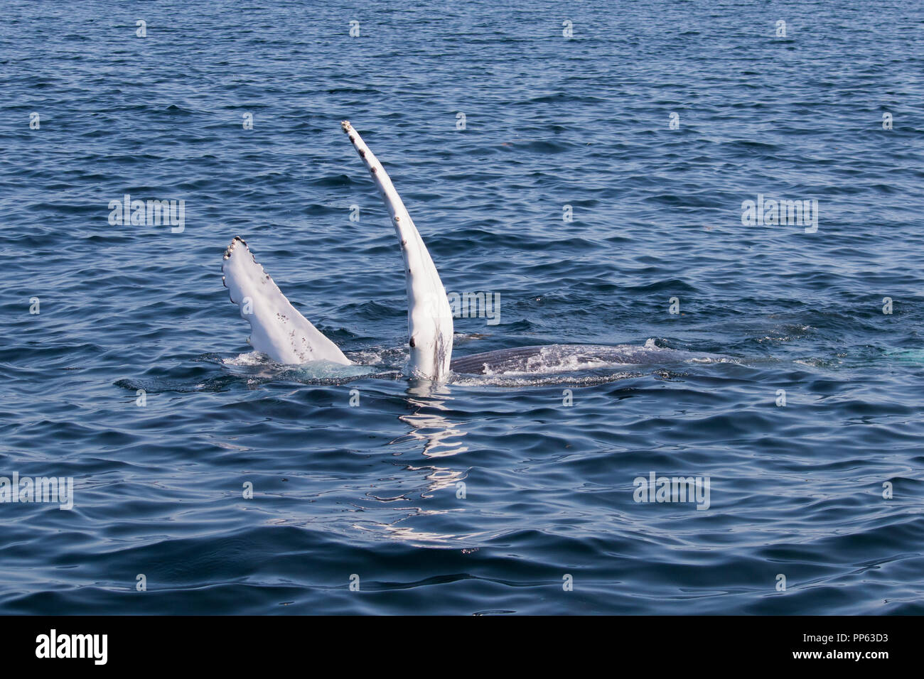 whale watching in cape cod, humpback whale close up, tale, fin, head ...