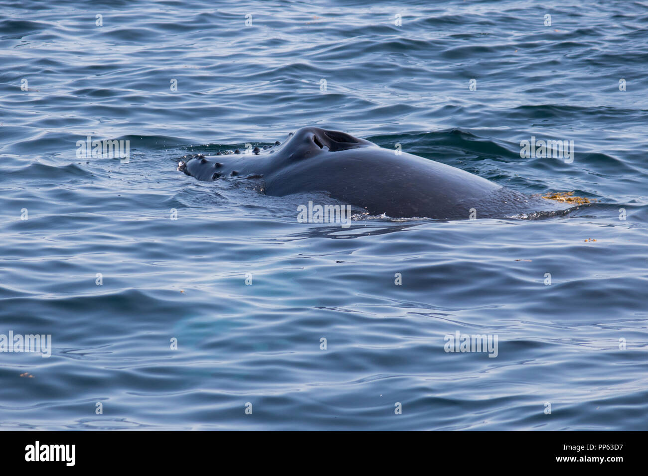whale watching in cape cod, humpback whale close up, tale, fin, head ...