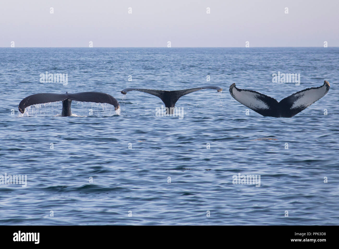whale watching in cape cod, humpback whale close up, tale, fin, head ...