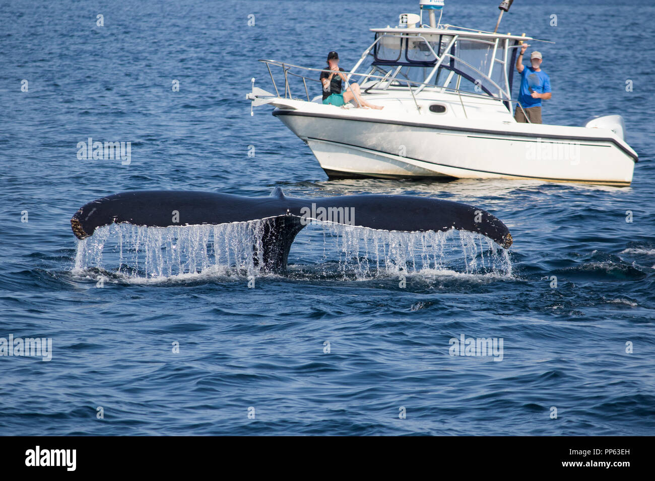 whale watching in cape cod, humpback whale close up, tale, fin, head ...