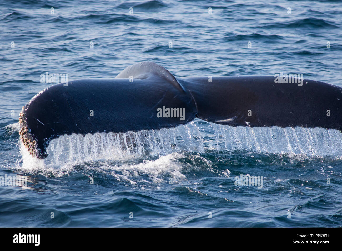 whale watching in cape cod, humpback whale close up, tale, fin, head ...