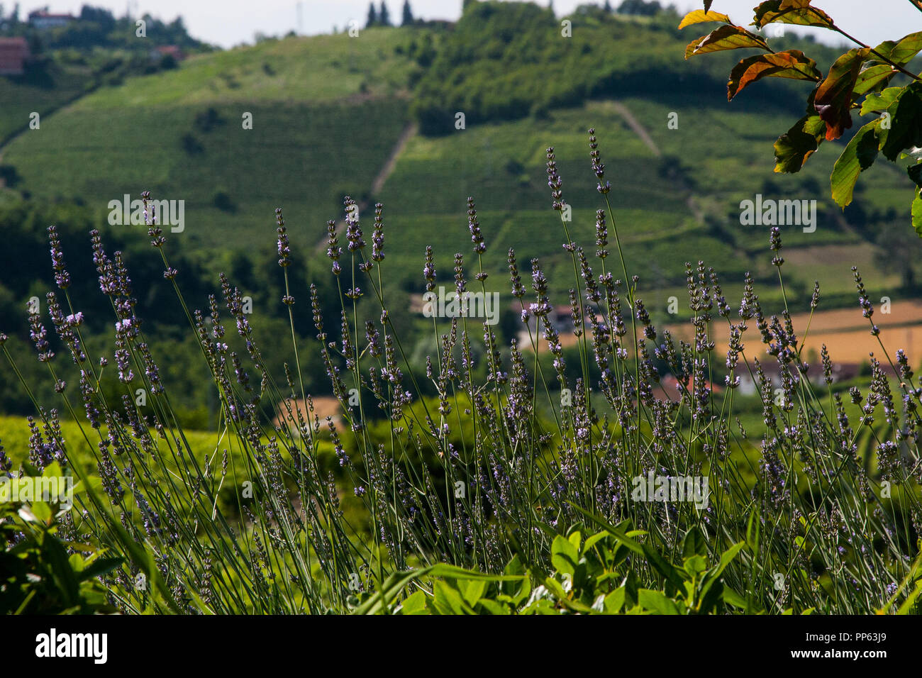 Wallpaper background of green agriculture grape fields for wine on the ...