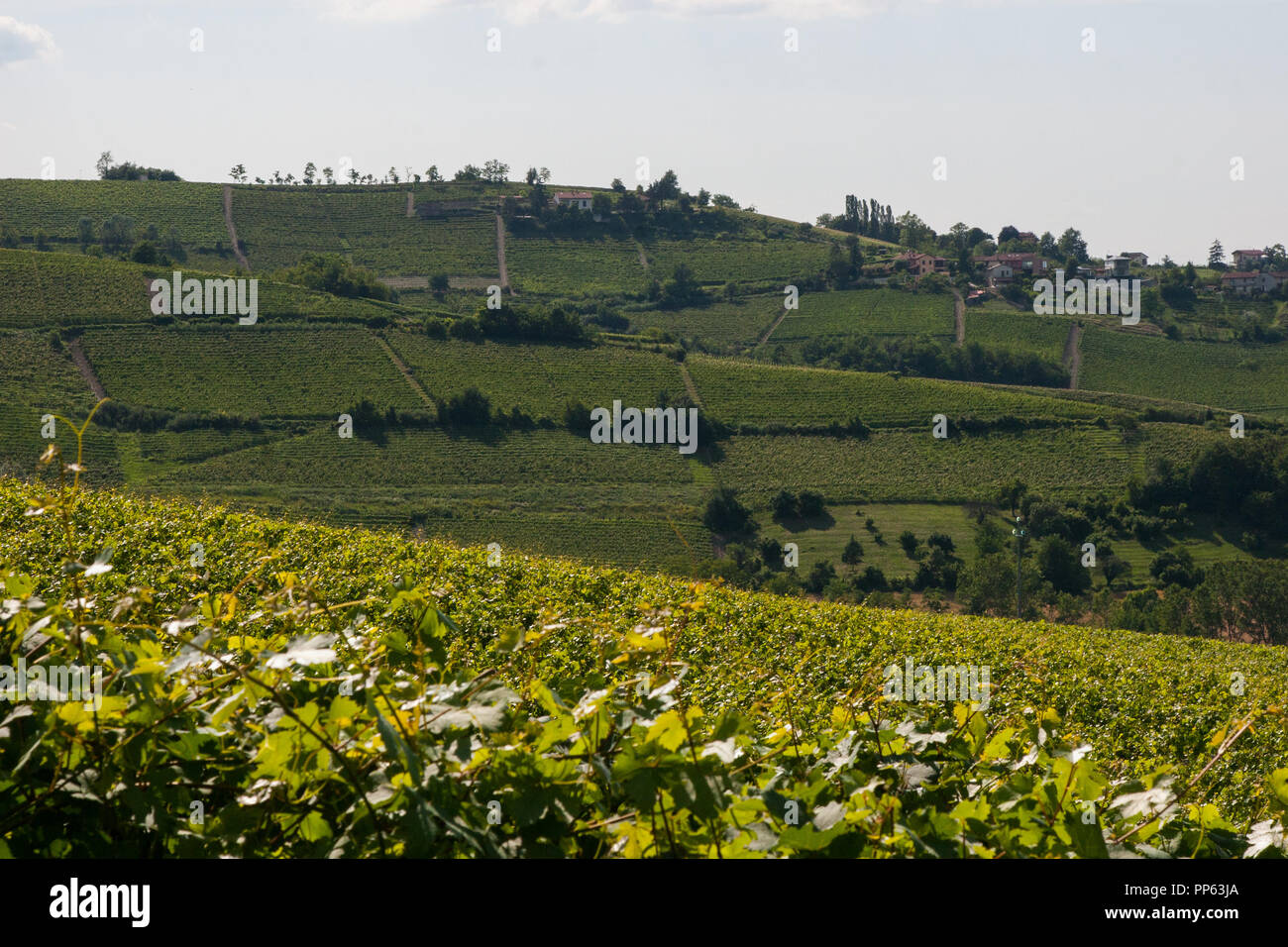 Wallpaper background of green agriculture grape fields for wine on the ...