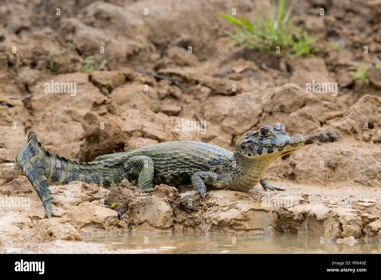 Baby caiman hi-res stock photography and images - Alamy