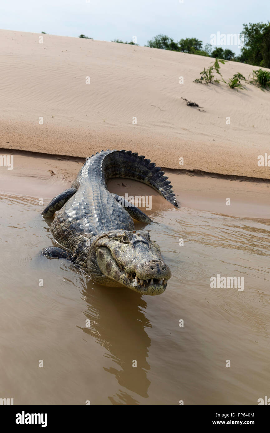 Yacare caiman hi-res stock photography and images - Alamy