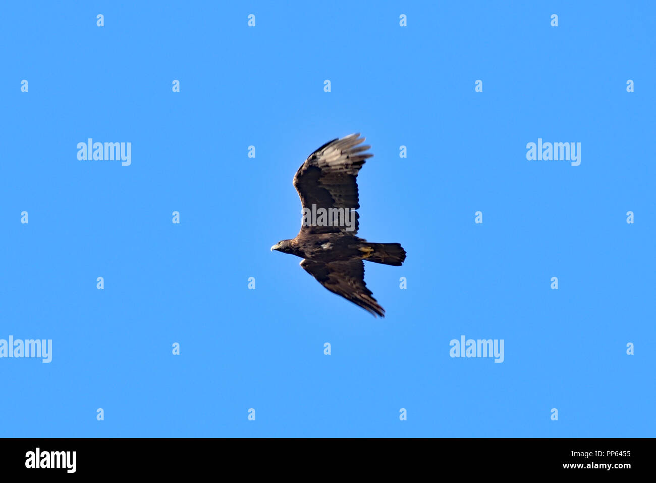 Kalmath national forest hi-res stock photography and images - Alamy