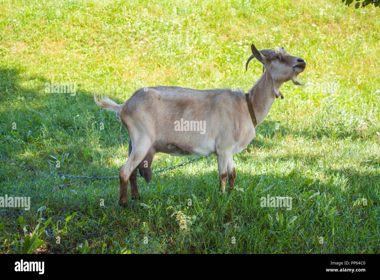 Goat grazing in a meadow. Cattle standing in field eating green grass ...