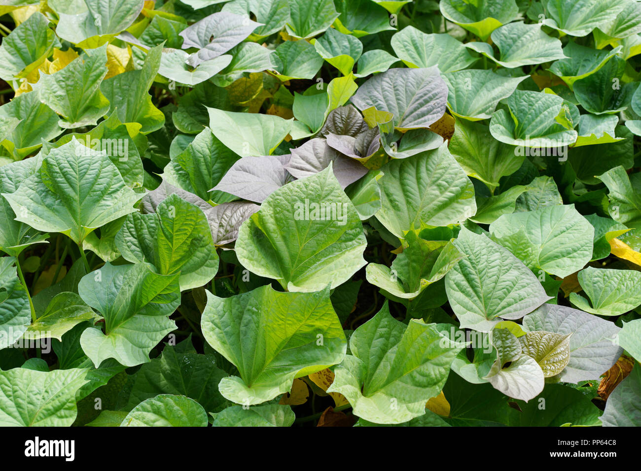 Green sweet potato plants in growth at field Stock Photo - Alamy