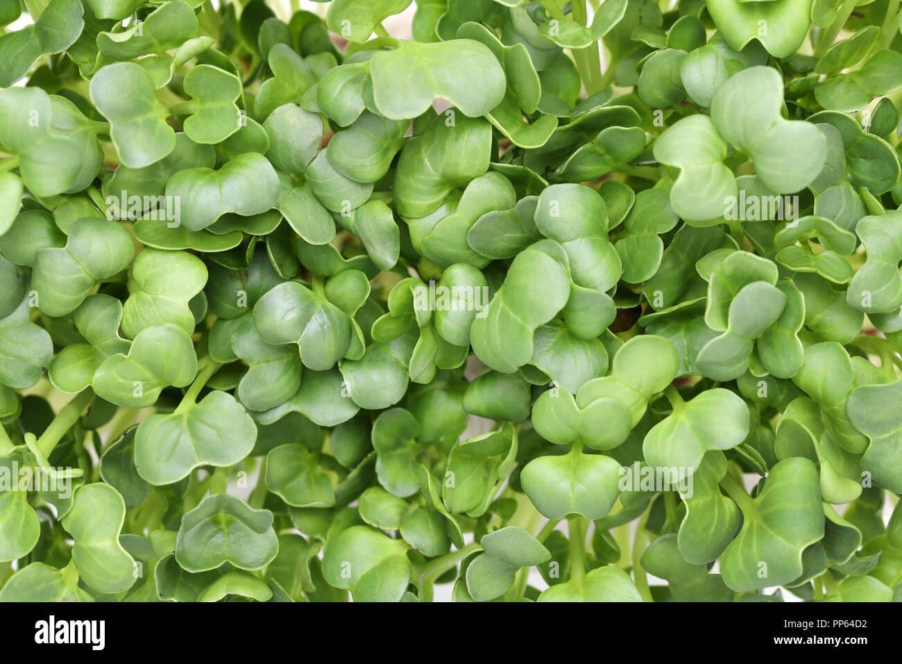 Fresh radish sprouts, high angle view, texture background Stock Photo ...