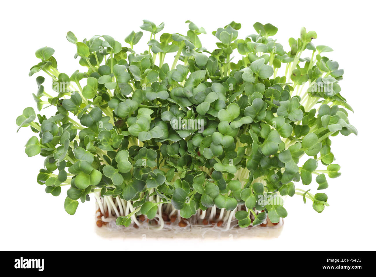 Daikon sprout Cut Out Stock Images & Pictures - Alamy