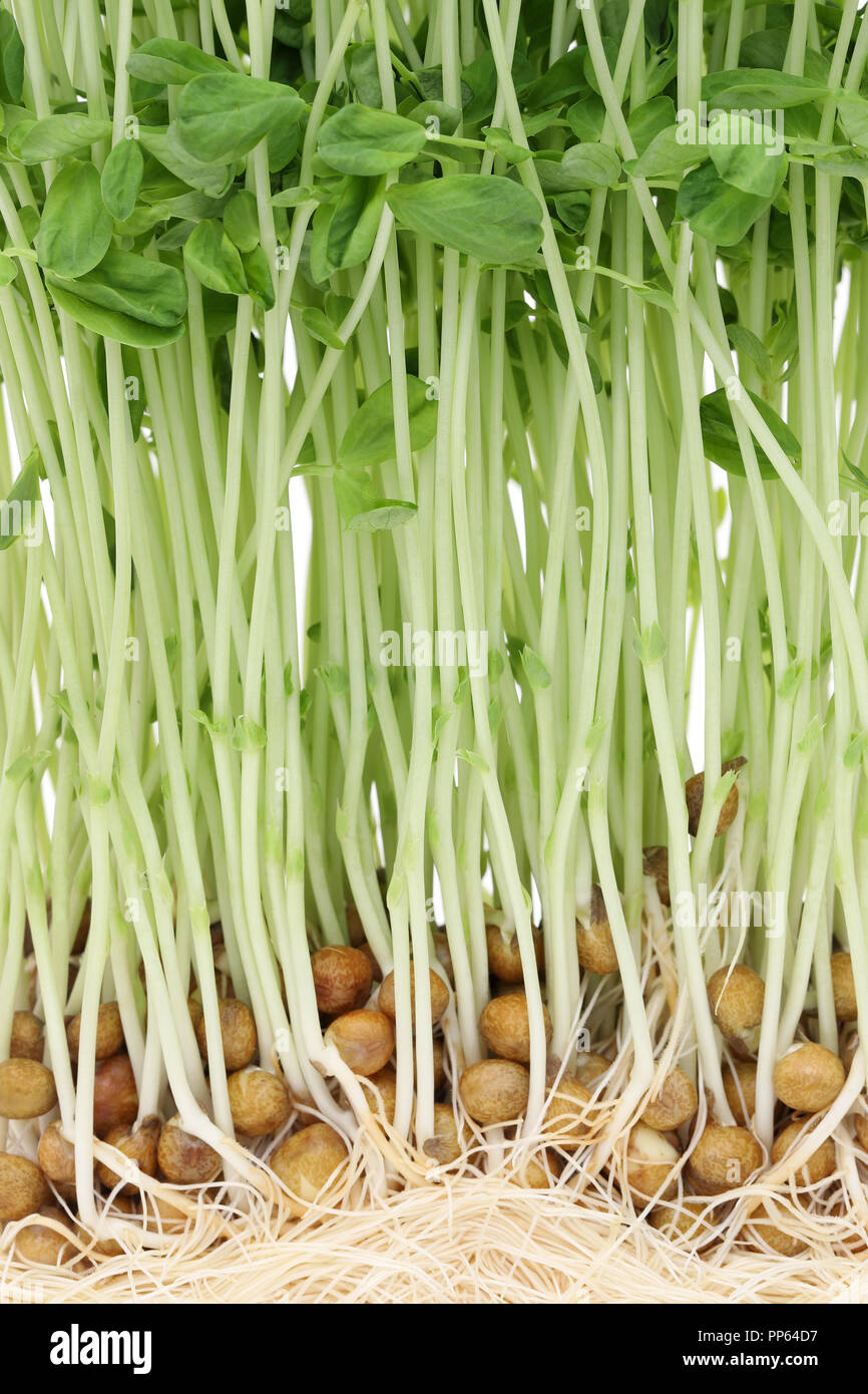 Sweet pea sprouts, close up to texture of young sweet pea sprouts Stock ...