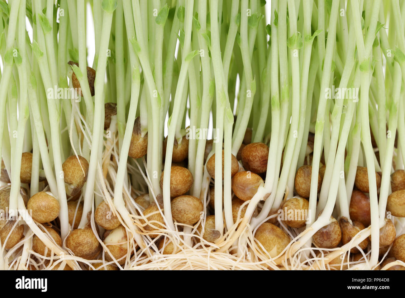 Sweet pea sprouts, close up to texture of young sweet pea sprouts Stock Photo - Alamy