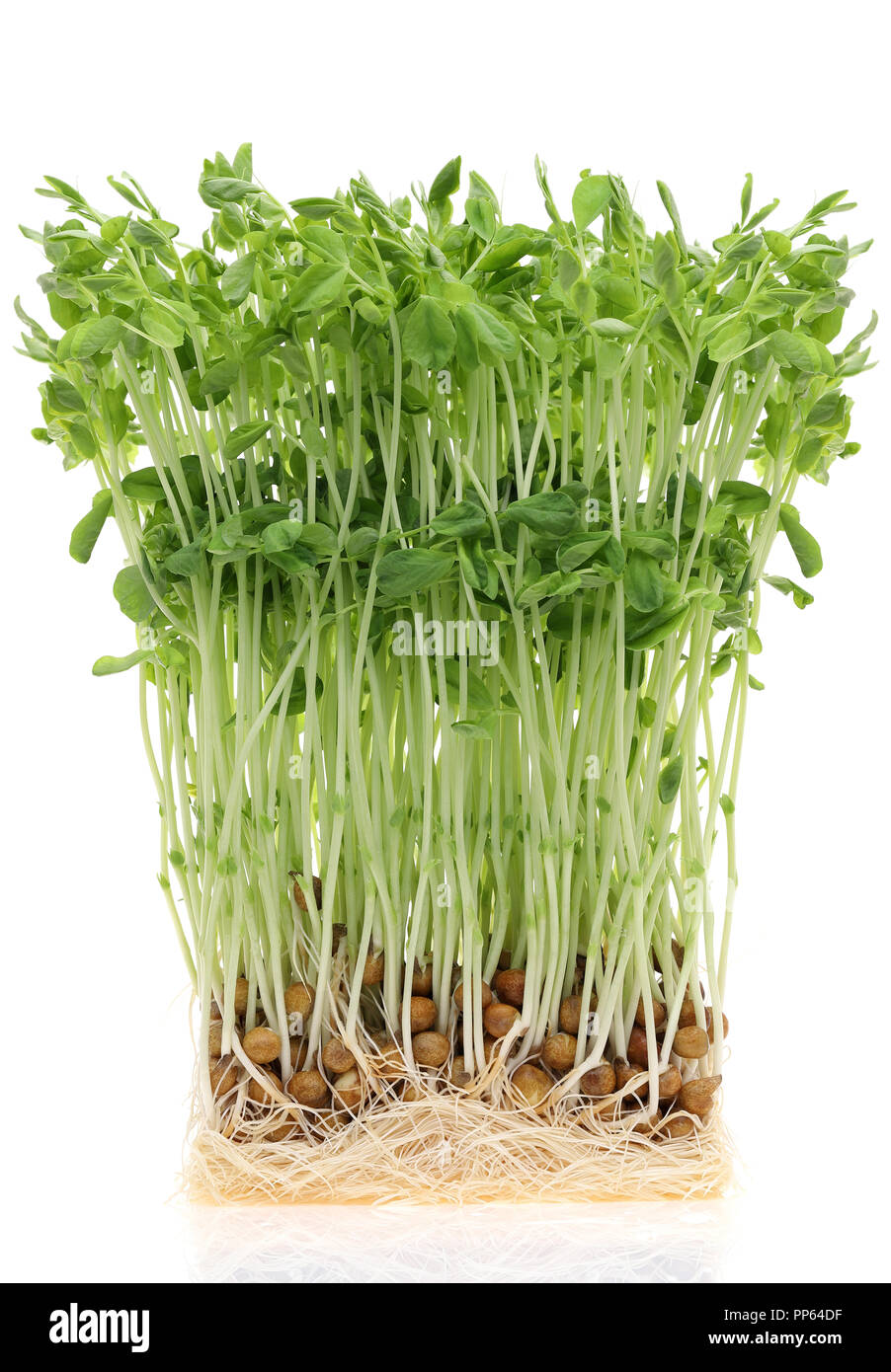 Pea plant roots hi-res stock photography and images - Alamy